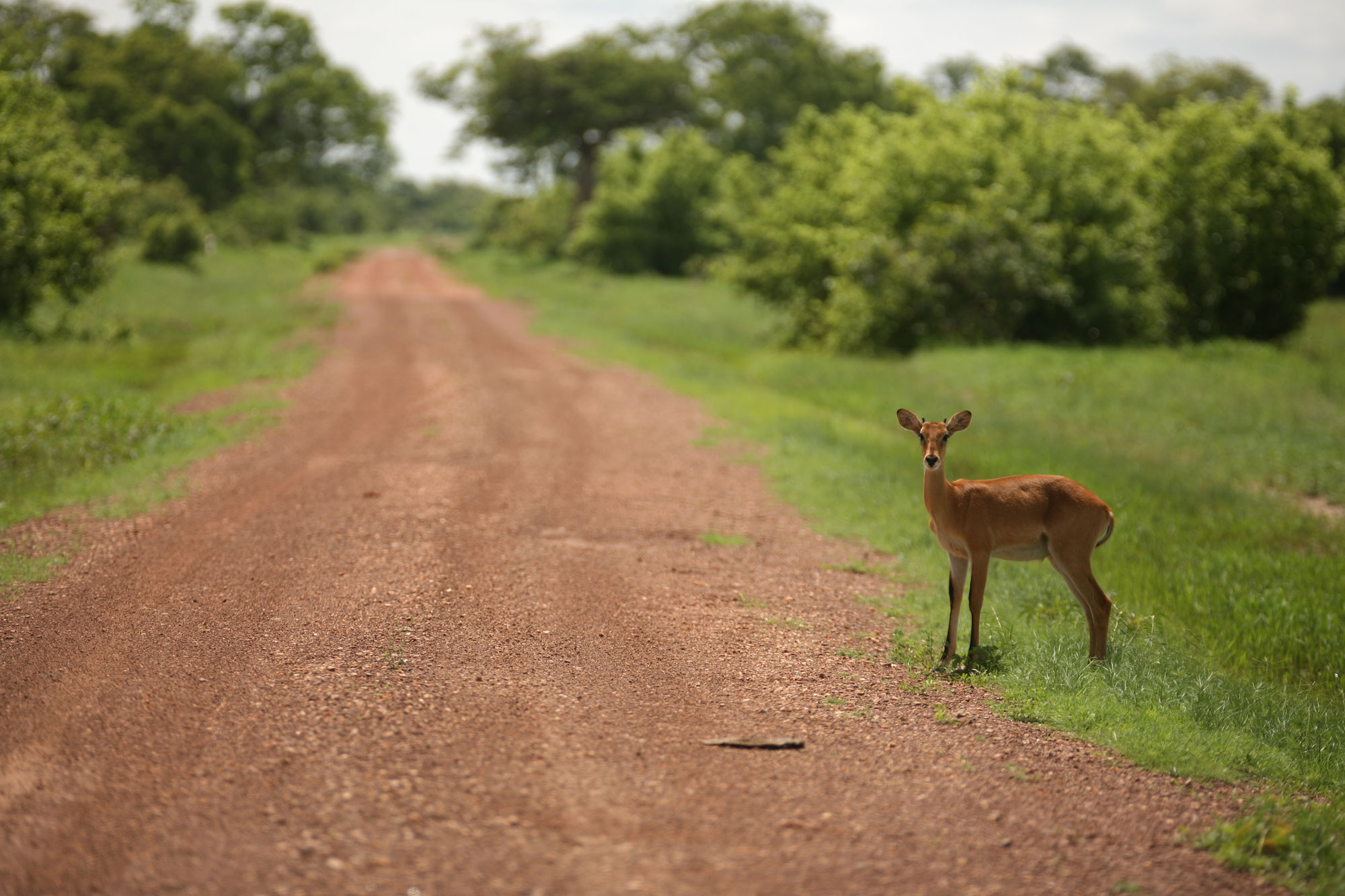 Le Parc National W – BÉNIN - Sites touristiques au Bénin